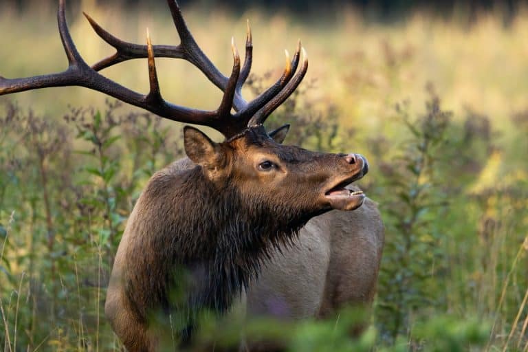 Elk Teeth: Everything You Need To Know - A-Z Animals