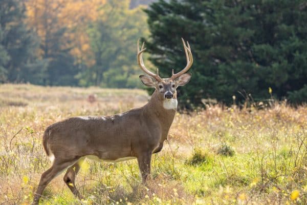 All 50 U.S. State Animals: Birds, Mammals, and Their Significance - A-Z ...