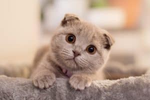 Scottish Fold Cat Animal Facts - Felis catus - A-Z Animals