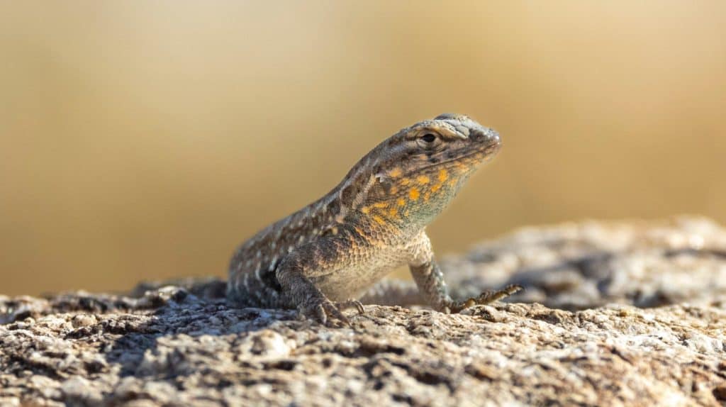 The Animal Life of Channel Islands National Park: A Complete Guide - A ...