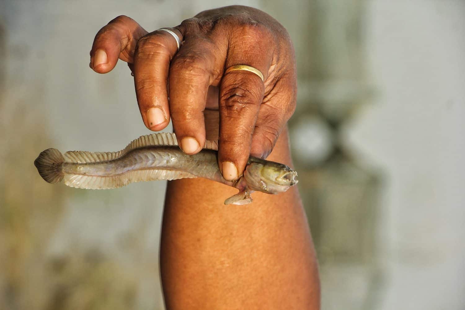 What Is This Tiny, Slimy Creature? - A-Z Animals