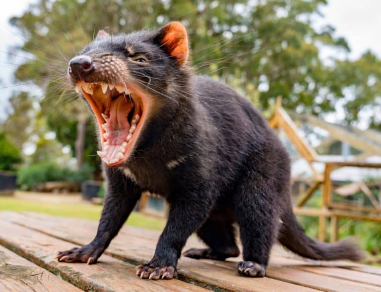 The Devil’s Bite: How This Fierce Marsupial Crushes Bones Like No Other ...