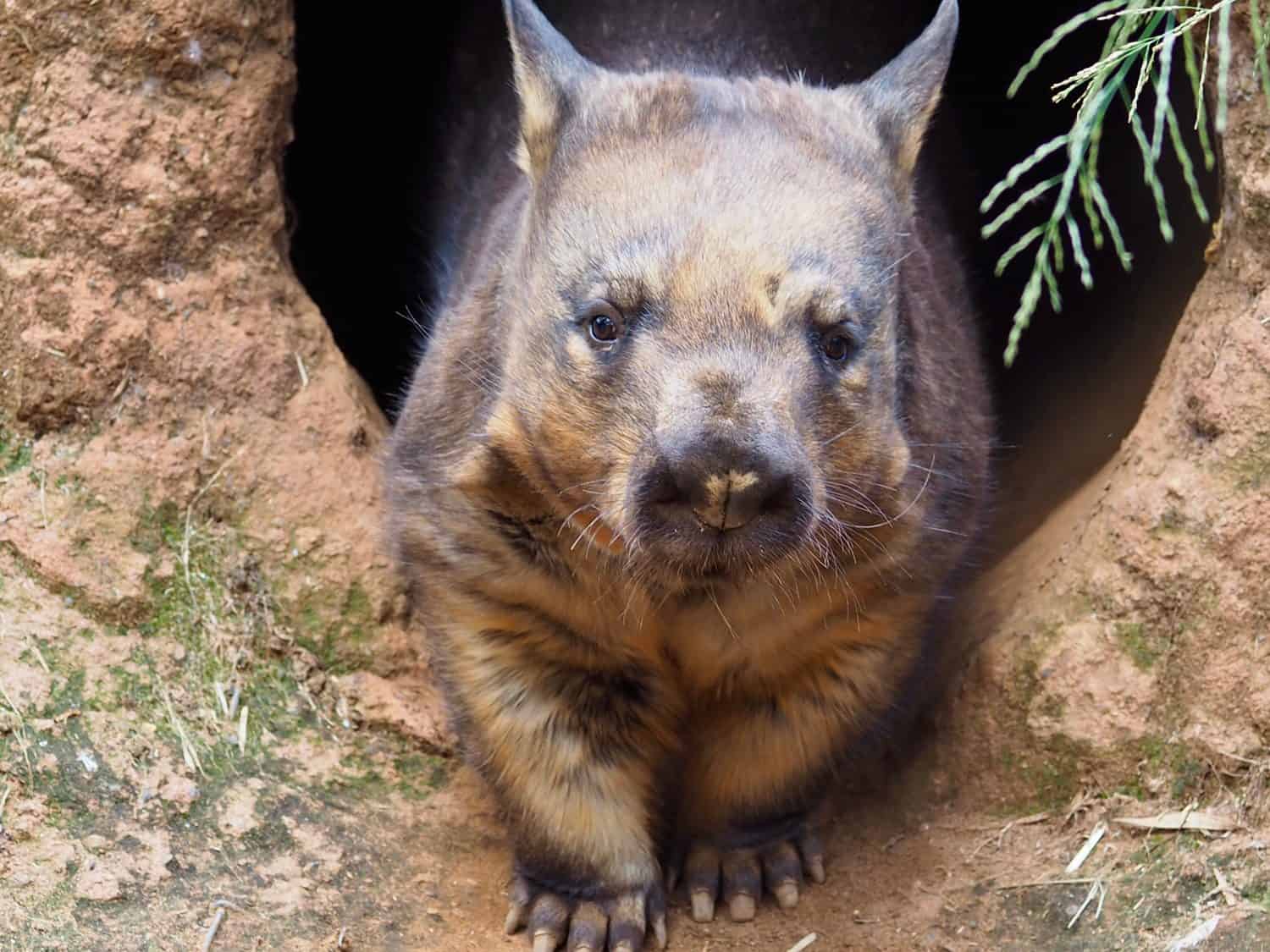 Wombat Gates: Rather Than Trying to Keep Them Out, Farmers are Now ...
