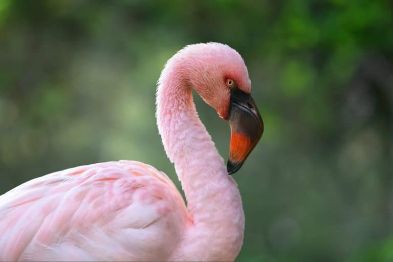 Flamingo Haven: How Lake Natron Became the World’s Largest Breeding ...