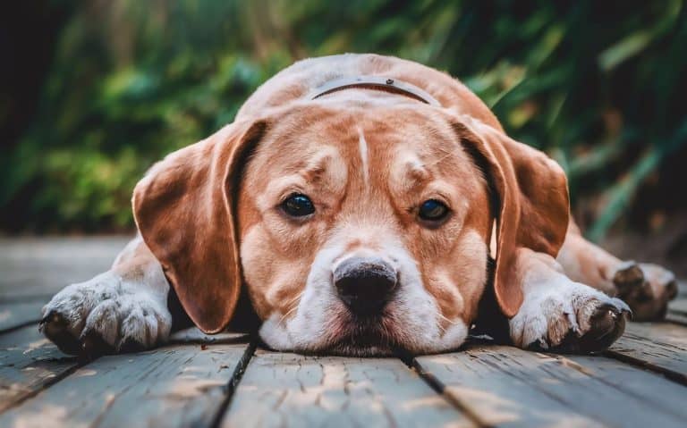 The Most Common Warning Signs of Cancer in Pets Every Owner Should Know ...