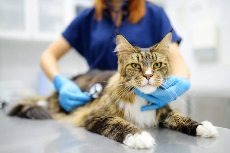 Why Your Cat Is Acting Out and How to Help Them Behave Better - A-Z Animals