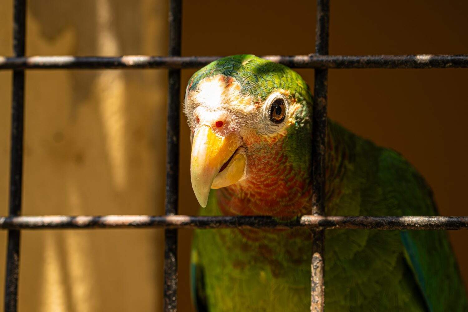 Meet the Smartest Parrots on the Planet - A-Z Animals Slideshows