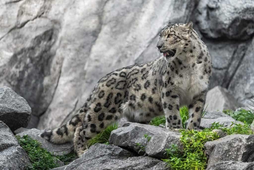 International Snow Leopard Day: 10 Incredible Facts About the “Ghost of ...