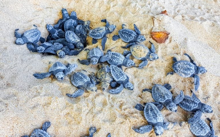 The Mating Rituals of Turtles: From Courtship to Delivery - A-Z Animals