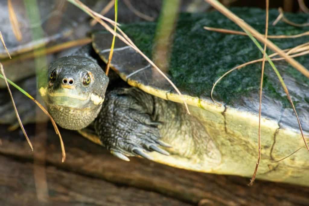 Why River Turtles Are Keystone Players in Freshwater Systems - A-Z Animals