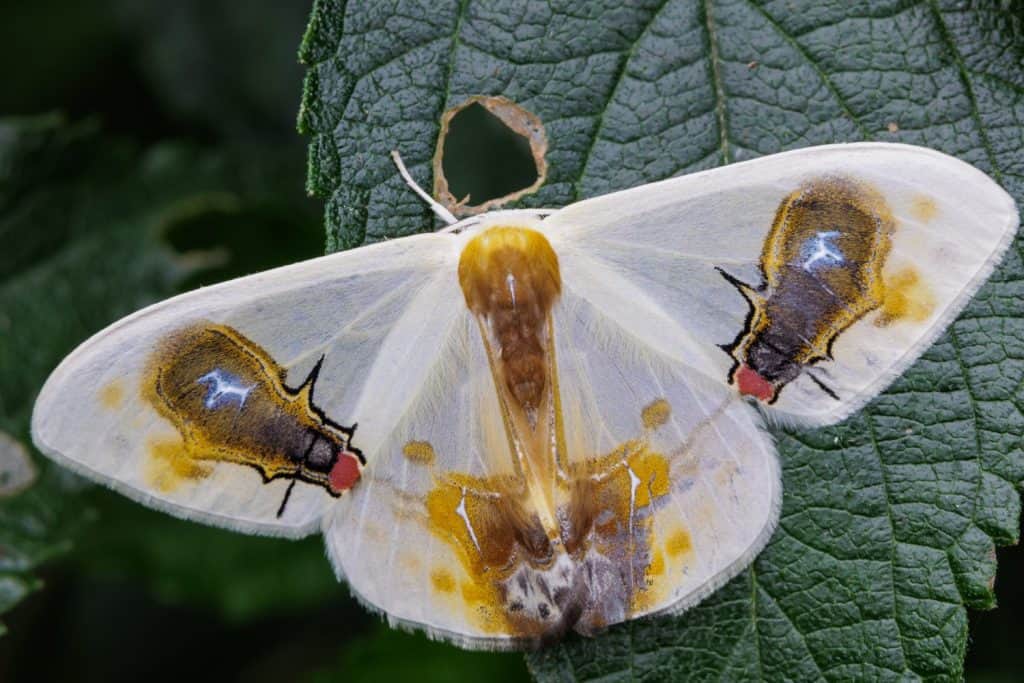 The Weirdest-Looking Moths on Earth - A-Z Animals