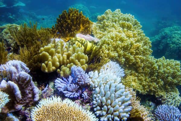 Discovering the Underwater Wonder of at Gray's Reef National Marine ...