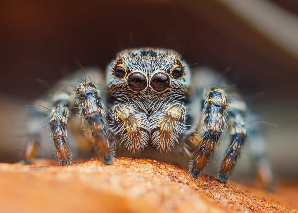 New Genus of Jumping Spiders Discovered in New Zealand - A-Z Animals