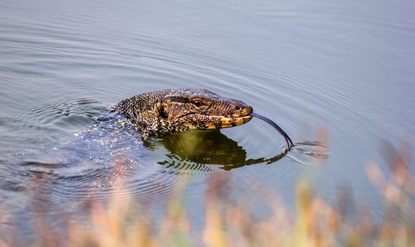 From Forest to Sea: Animals You Didn’t Know Could Swim - A-Z Animals