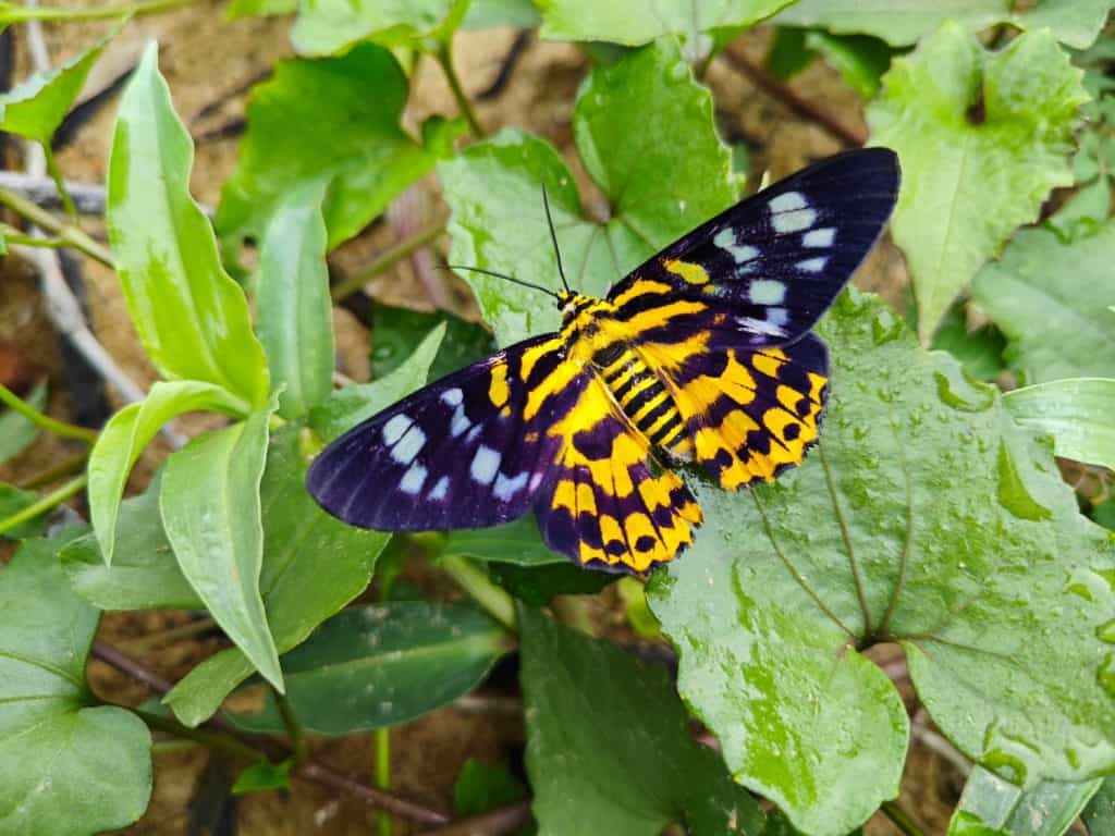 The Most Colorful Moths That Rival Butterflies - A-Z Animals