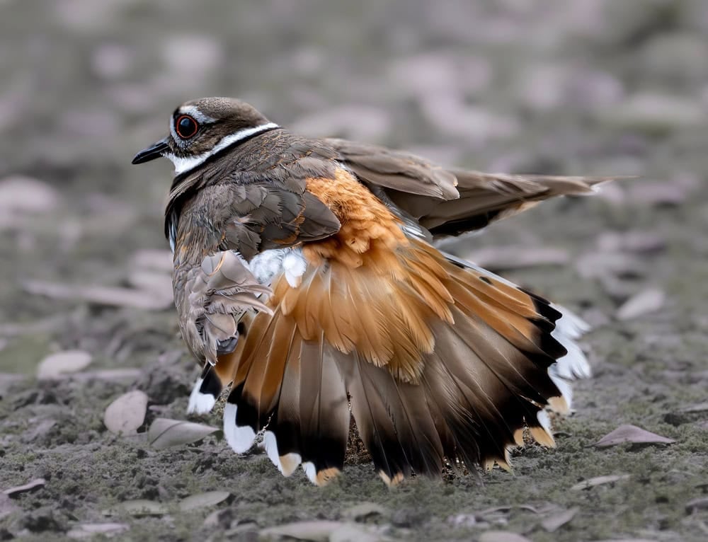 This Bird Should Win an Oscar - A-Z Animals