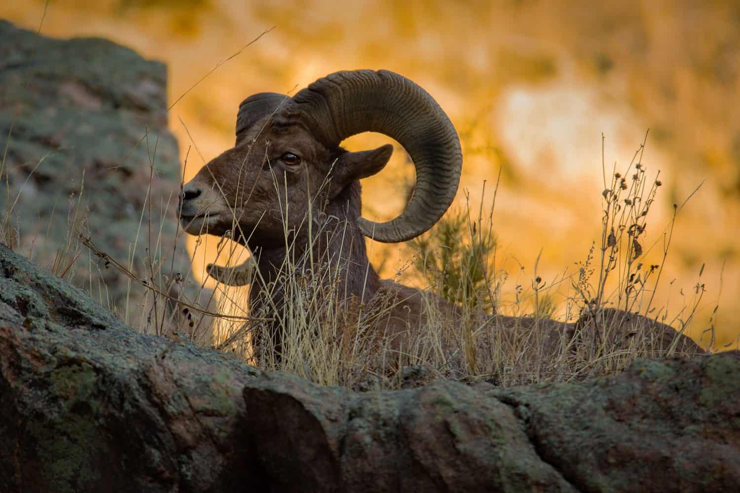 How Colorado’s Wildlife Adapts Before Winter Hits - A-Z Animals