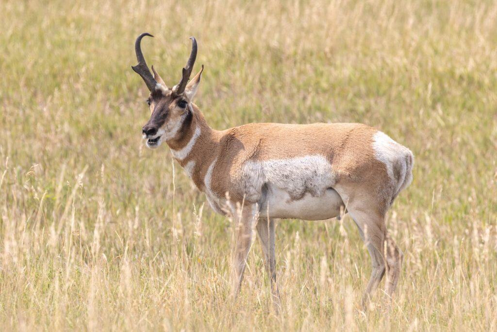 All the Animals You’ll See in Custer State Park (South Dakota) - A-Z ...