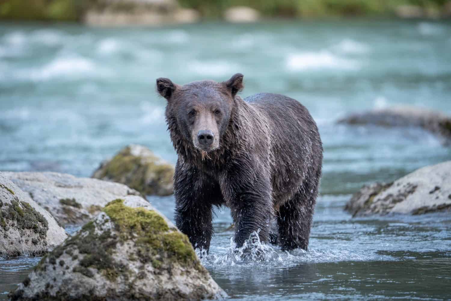 Hanging Out: The Parasite That Affects Brown Bears - A-Z Animals