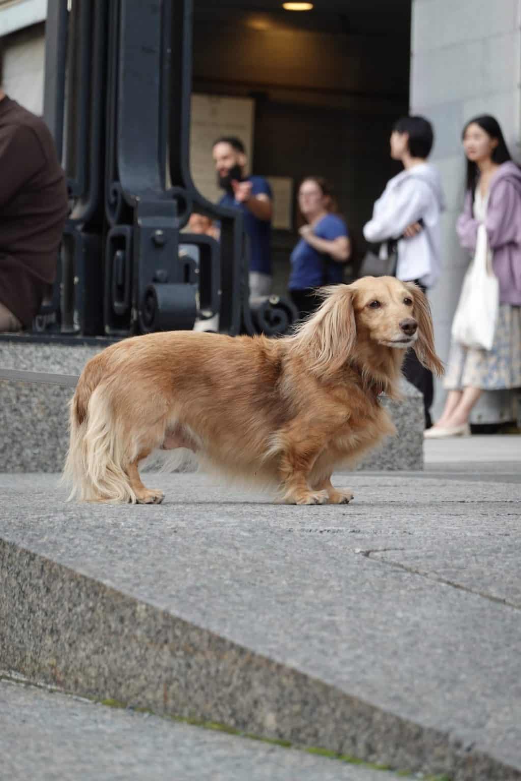 Golden Dox Dog Breed Complete Guide - A-Z Animals