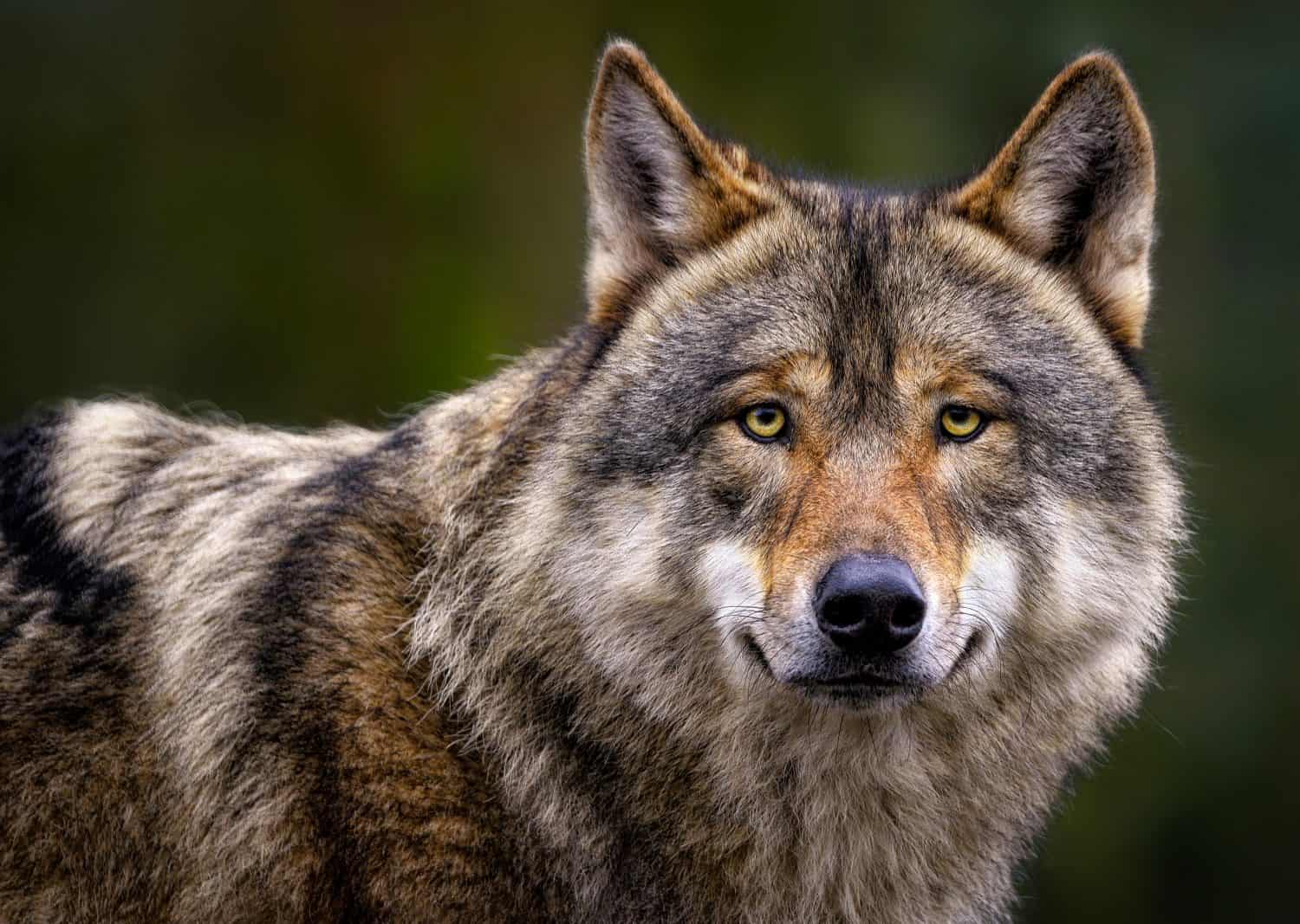 If These Species Disappear, Everything Changes - A-Z Animals