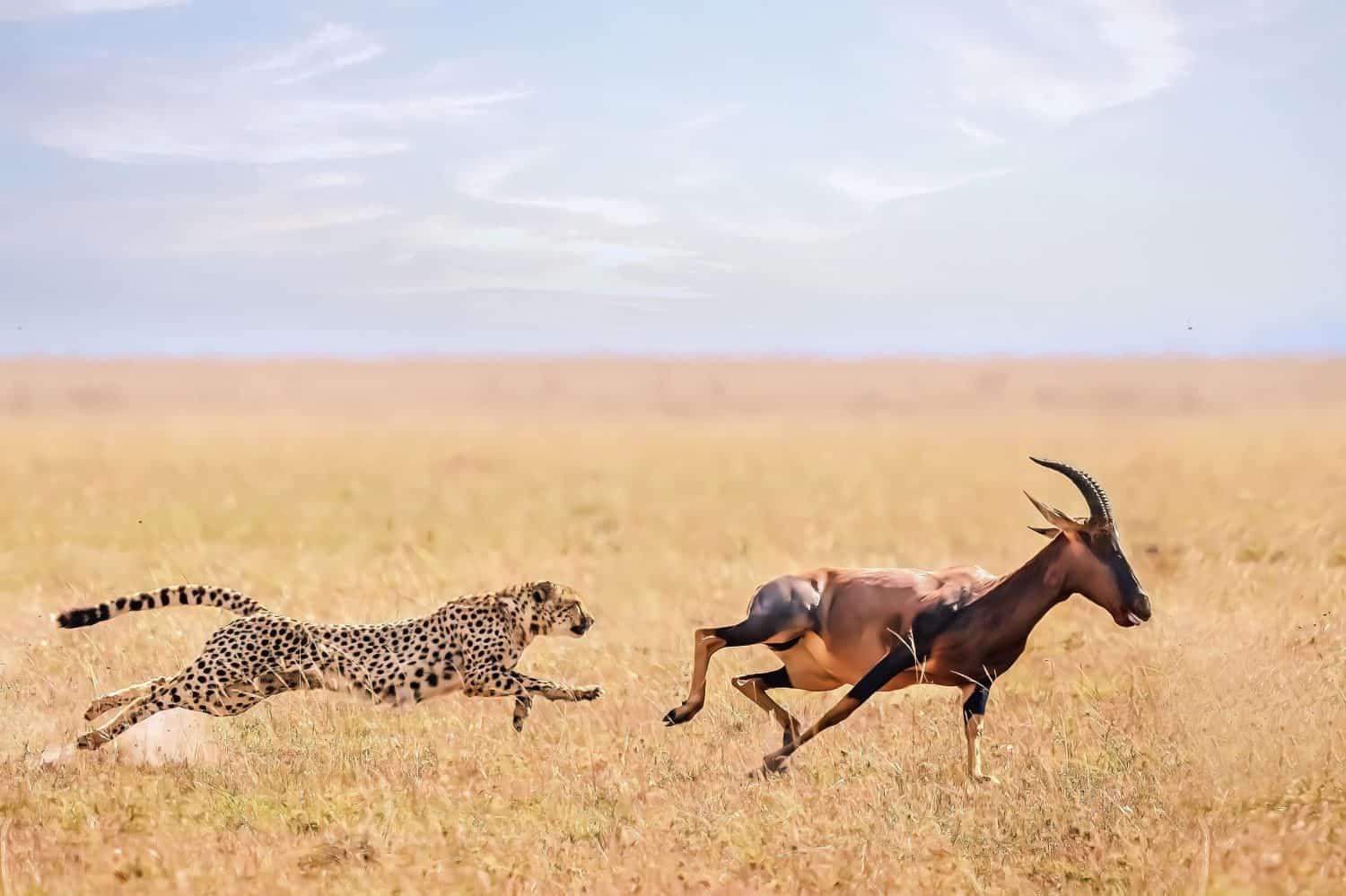 10 Fascinating Cheetah Adaptations You Never Knew They Had - A-Z Animals