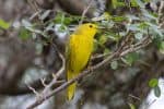 Every Animal in Virgin Islands National Park - A-Z Animals