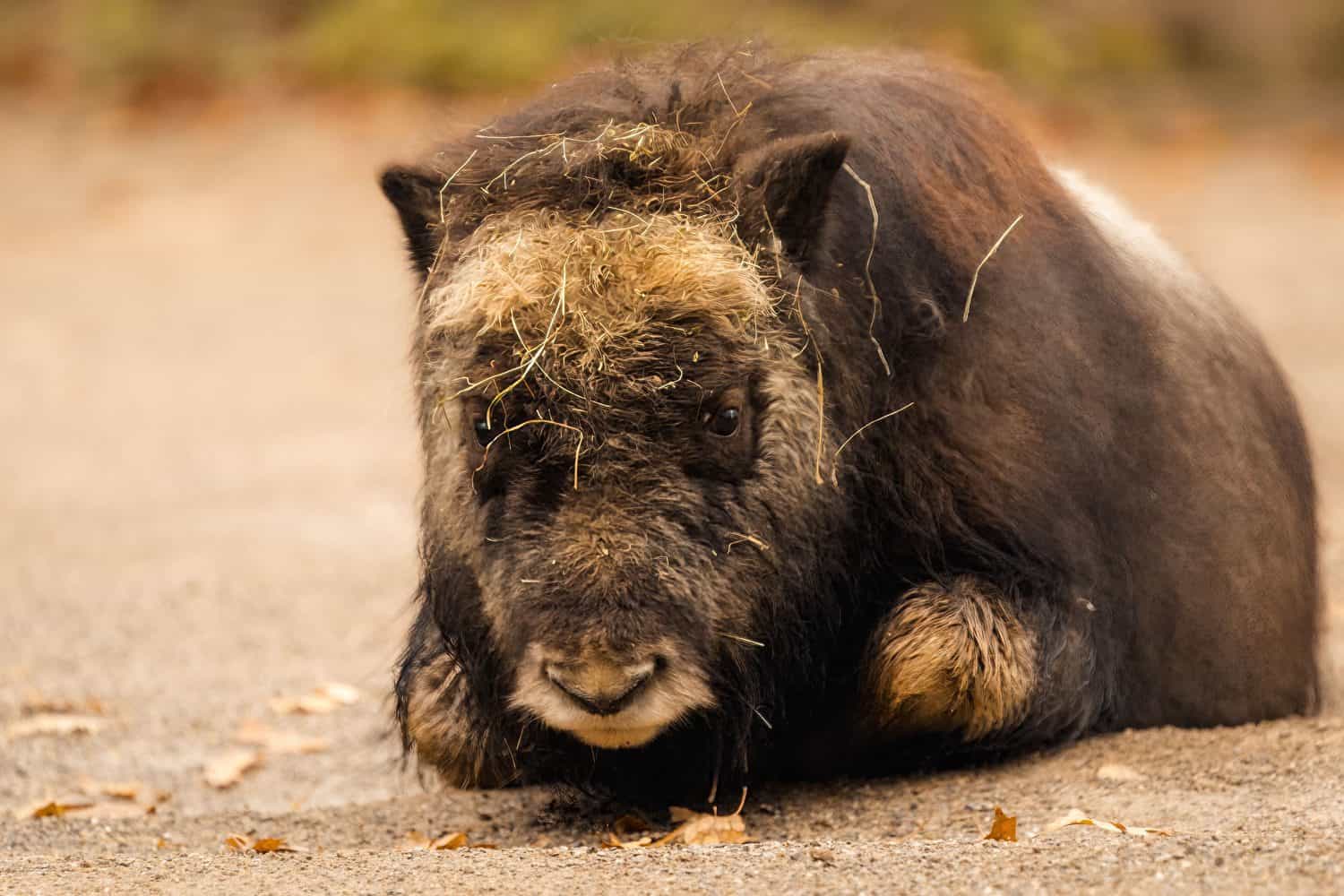 Musk Ox Calves Prove Arctic Animals Can Be Both Cute and Tough - A-Z ...