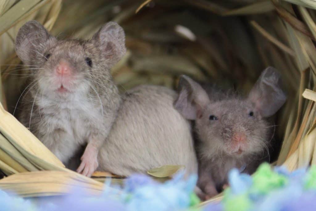 Inside the Fascinating World of Fancy Mouse Breeding - A-Z Animals