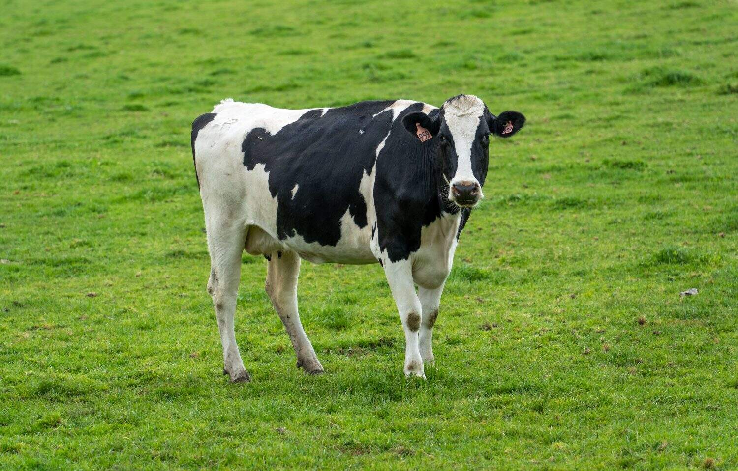 Those Kids Who Used to Go "Cow Tipping" Were Liars - A-Z Animals