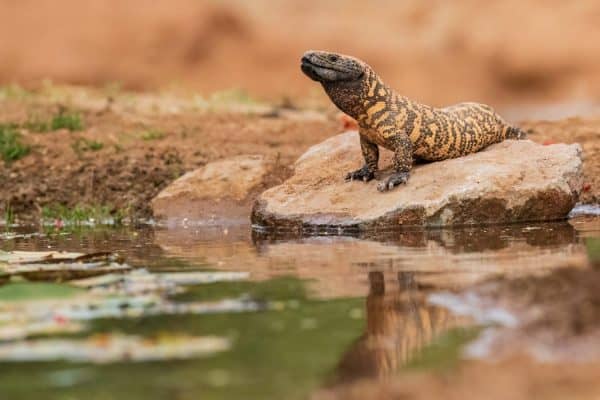 Animals That Can Survive Without Food for Months - A-Z Animals