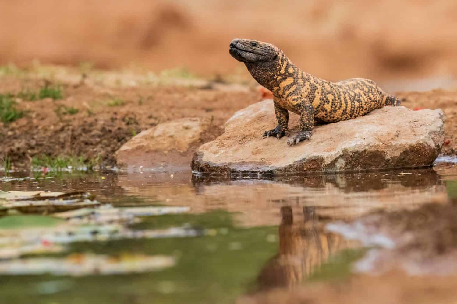 A Wildlife Guide to Grand Canyon National Park - A-Z Animals