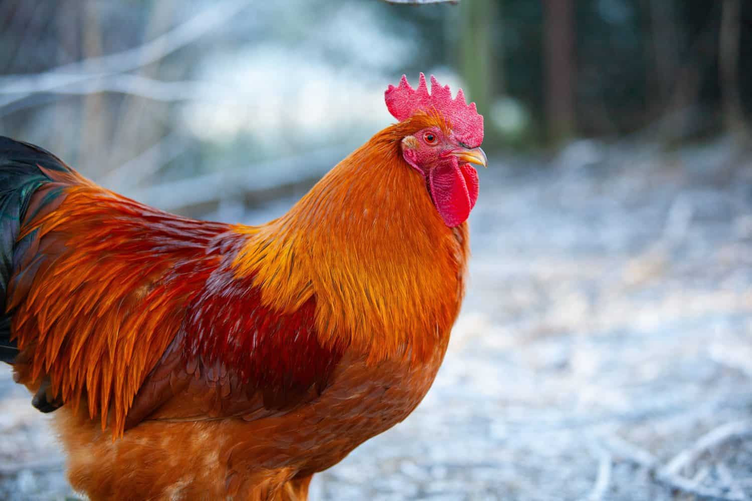 New Hampshire Red Chicken Animal Pictures | A-Z Animals