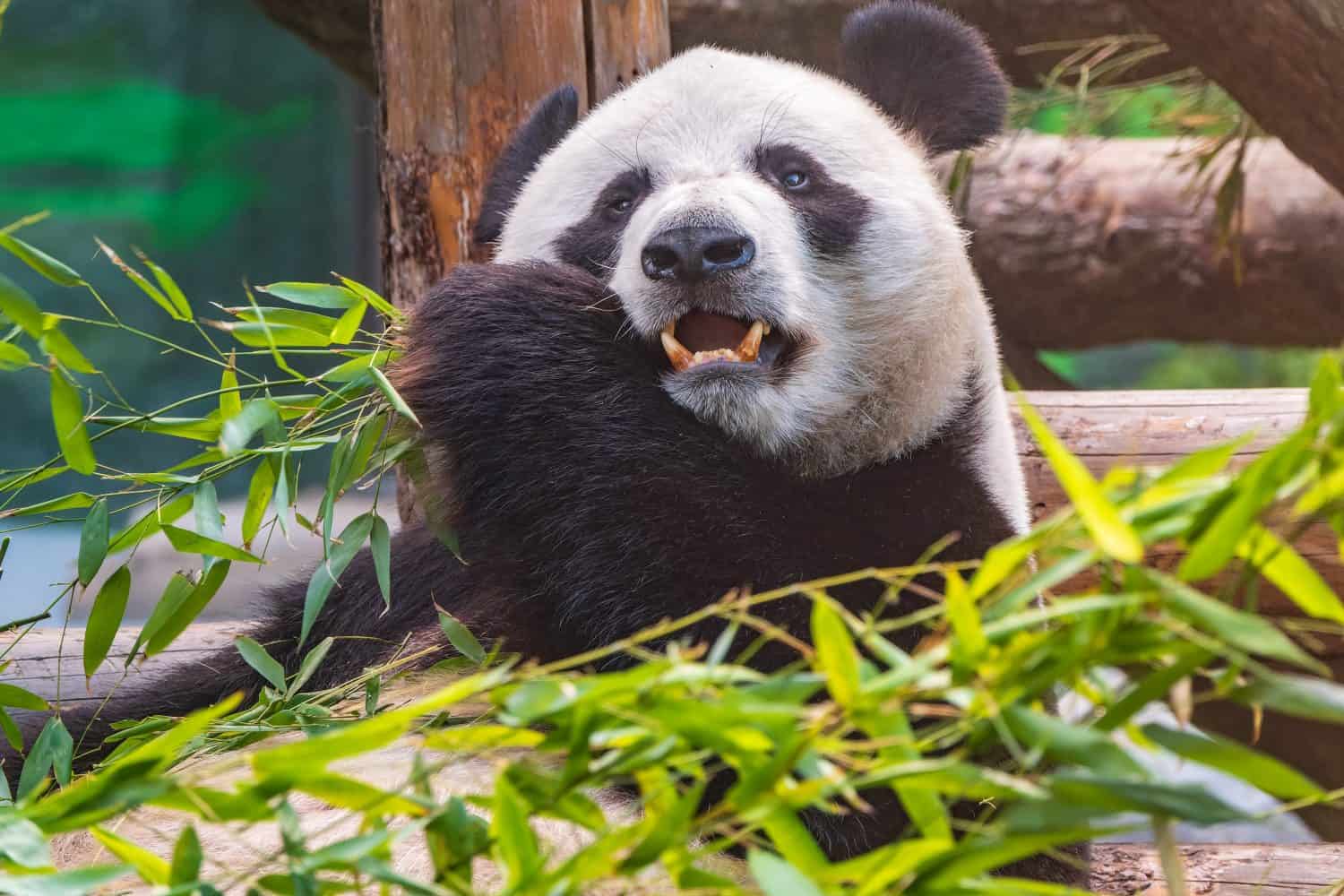 Why Wildlife Conservation Day Matters Now More Than Ever - A-Z Animals