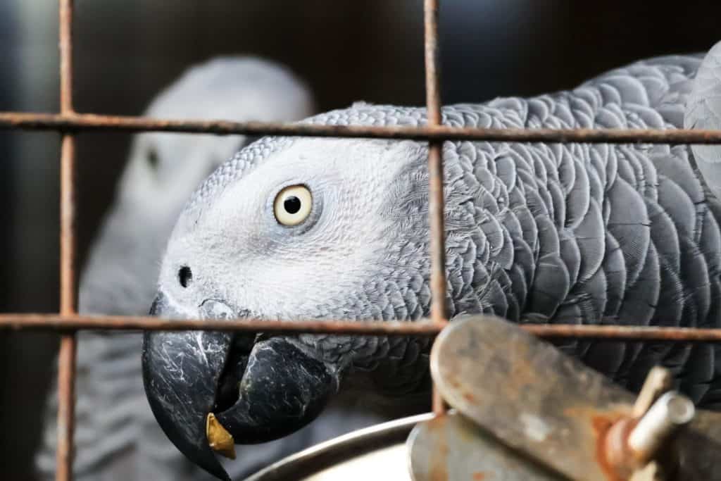 The TikTok Trap: How Viral Videos Are Driving a Beloved Bird to ...