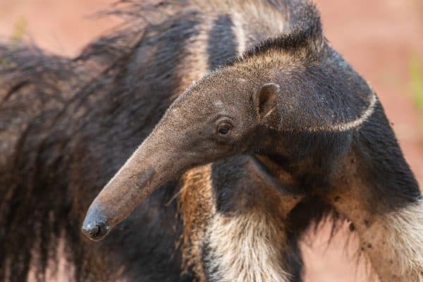 The Science Behind How Anteaters Feed - A-Z Animals