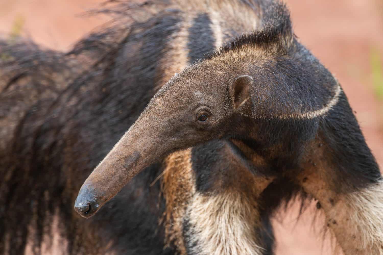 The Science Behind How Anteaters Feed - A-Z Animals