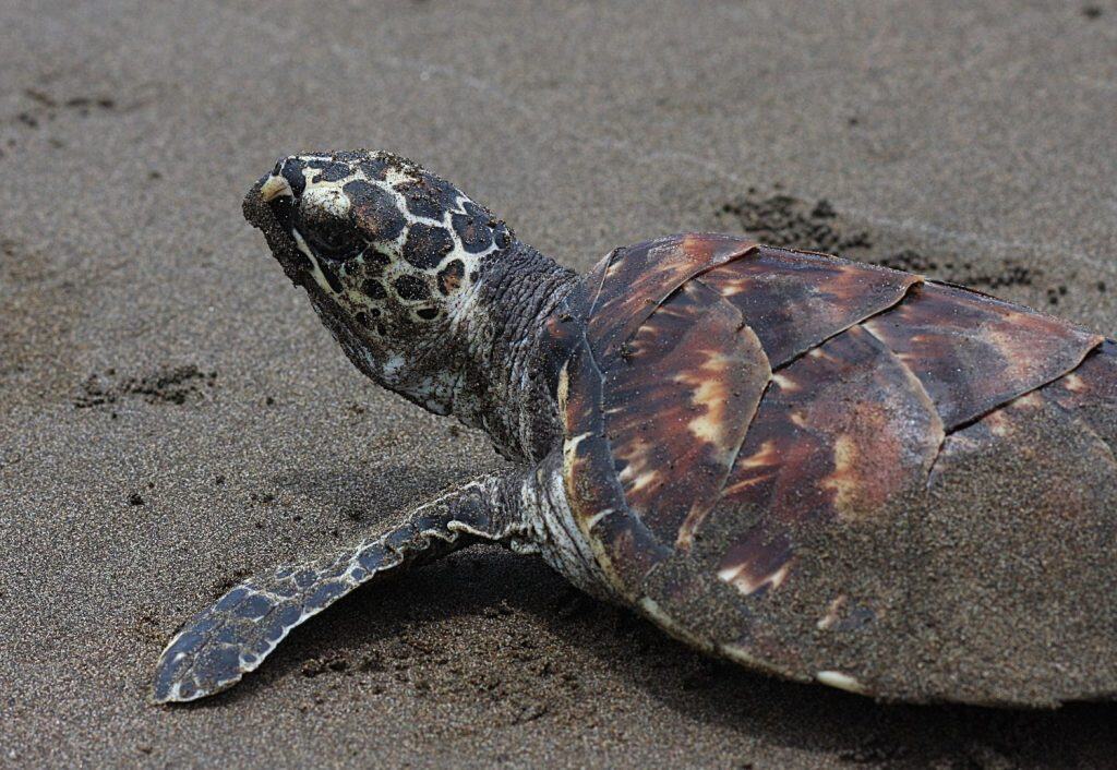 Your Complete Guide to Sea Turtles - A-Z Animals