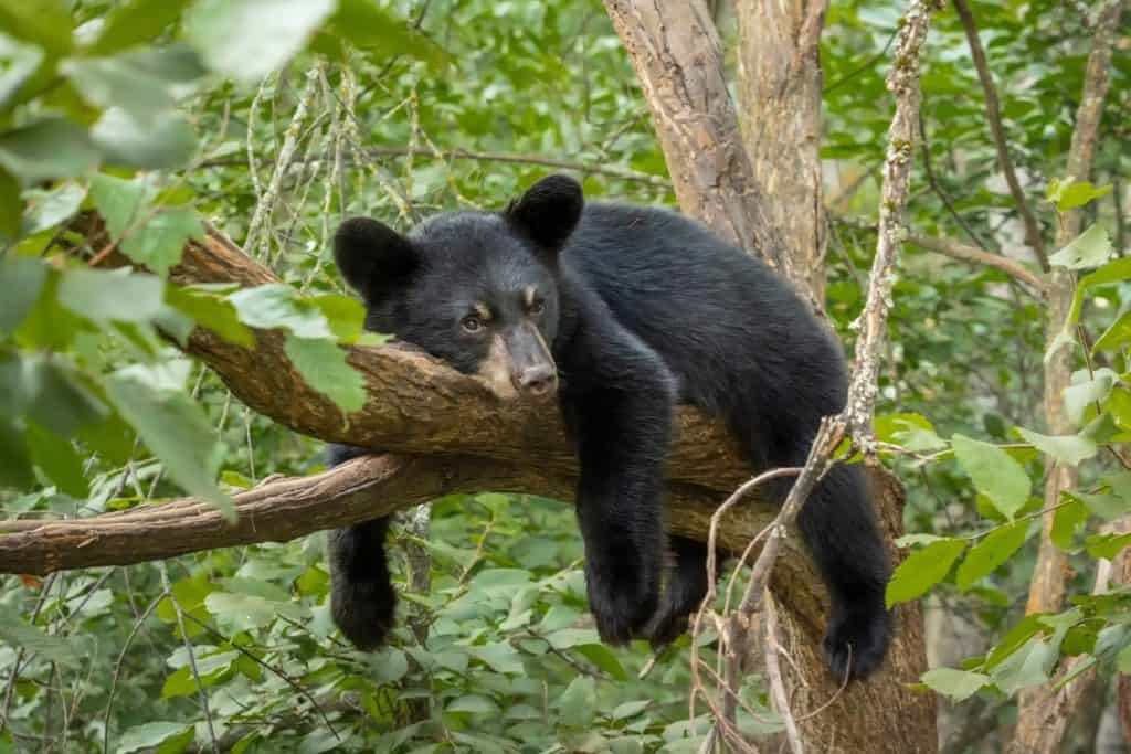 Adorable Black Bear Enjoys a Lazy Day Lounging in a Tree - A-Z Animals