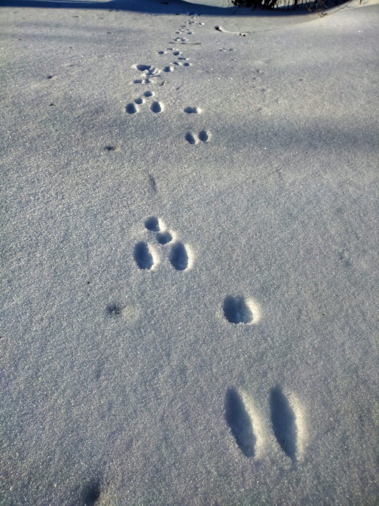 How Well Do You Know These Animal Tracks? - A-Z Animals