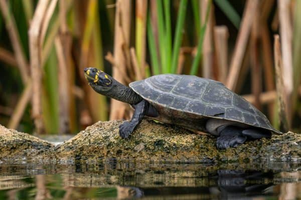Why River Turtles Are Keystone Players in Freshwater Systems - A-Z Animals