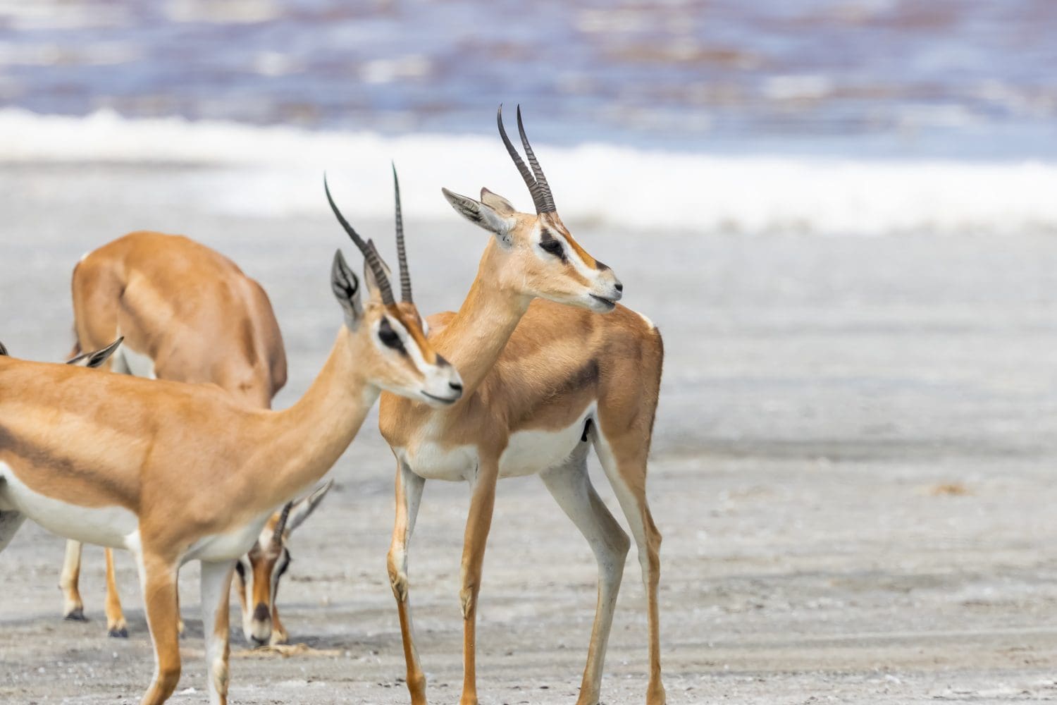 The Most Mind-Blowing Images From Africa's Great Migration - A-Z Animals