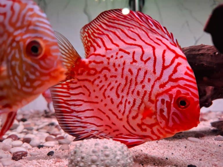 Red Aquarium Fish: 13 Types of Red Fish - A-Z Animals