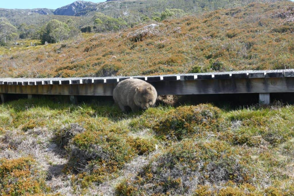 Why Wombats Deserve the Spotlight on International Wombat Day - A-Z Animals