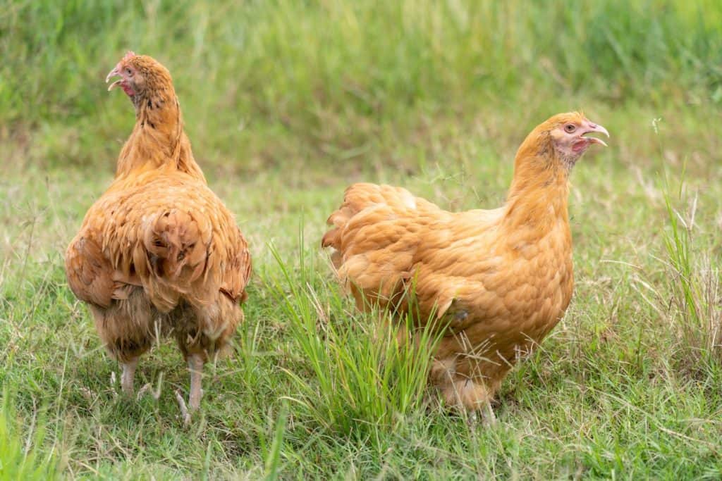 Why Do Some Hens Get Broody? - A-Z Animals