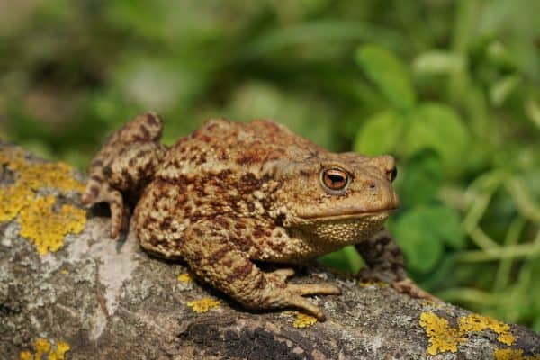 Why Scientists Are Worried About the Common Toad's Decline - A-Z Animals
