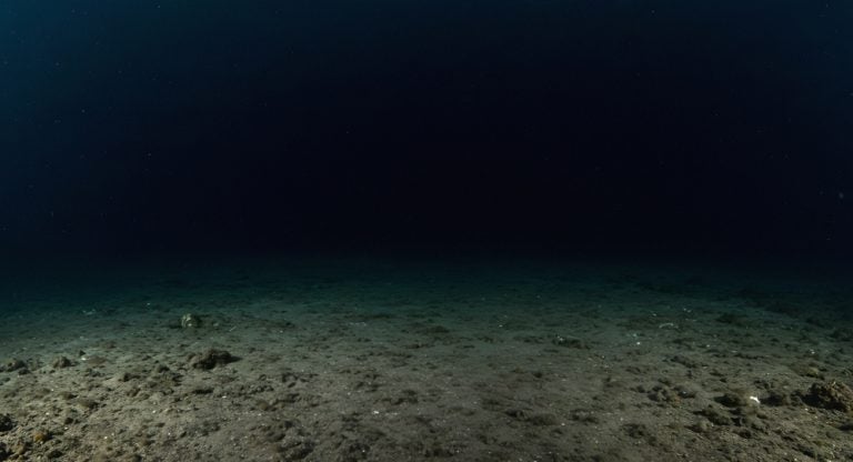 The Secrets of the Telescopefish’s Night Vision - A-Z Animals