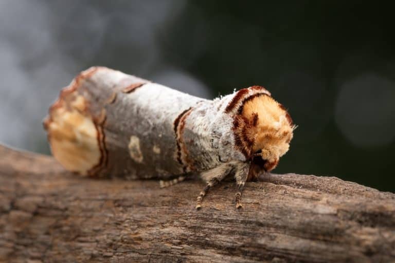 The Moth That Looks Like a Human Skull - A-Z Animals