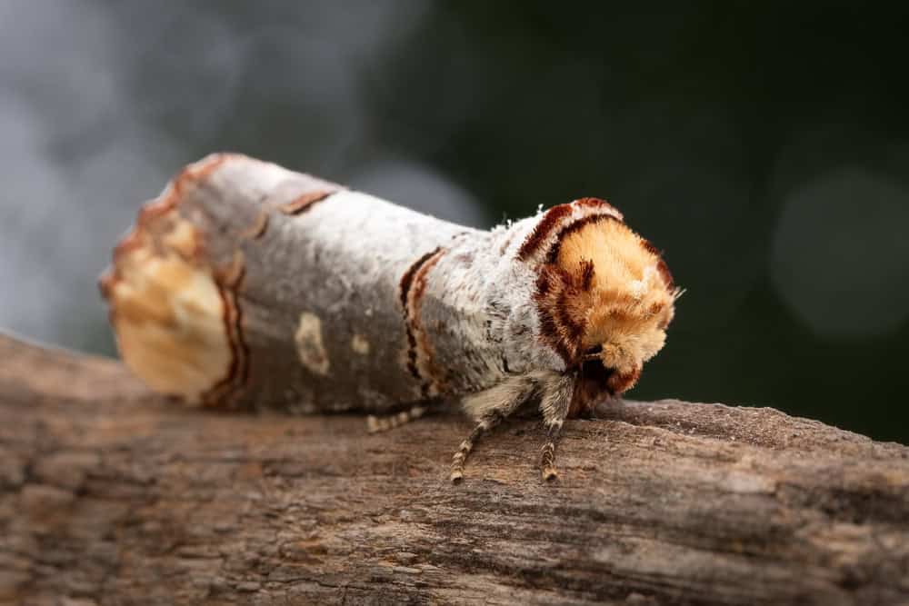 These Jumping Spiders Perform a Special Dance to Attract a Mate - A-Z ...