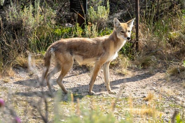 A Wildlife Guide to Grand Canyon National Park - A-Z Animals